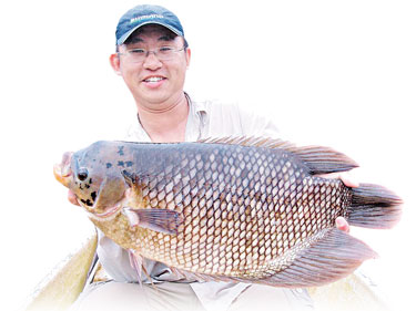 ORNAMENTAL FISH AQUARIUM: Ikan Kaloi (Osphronemus goramy)