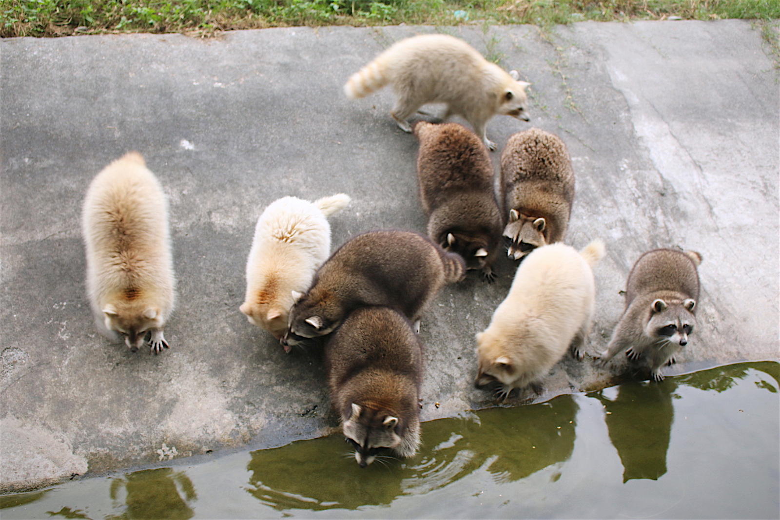 Taiwan Farmstay 3 of 5: Shin Kong Chao Feng Ranch & Resort 新光兆丰休闲农场 in ...