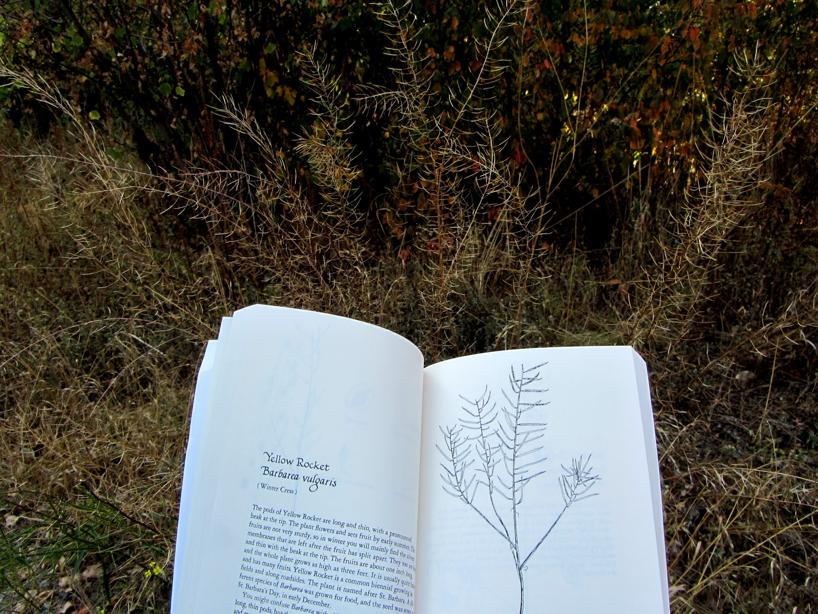 Nature. Observation. Discovery. Community.: Winter Weeds and Nature Walks