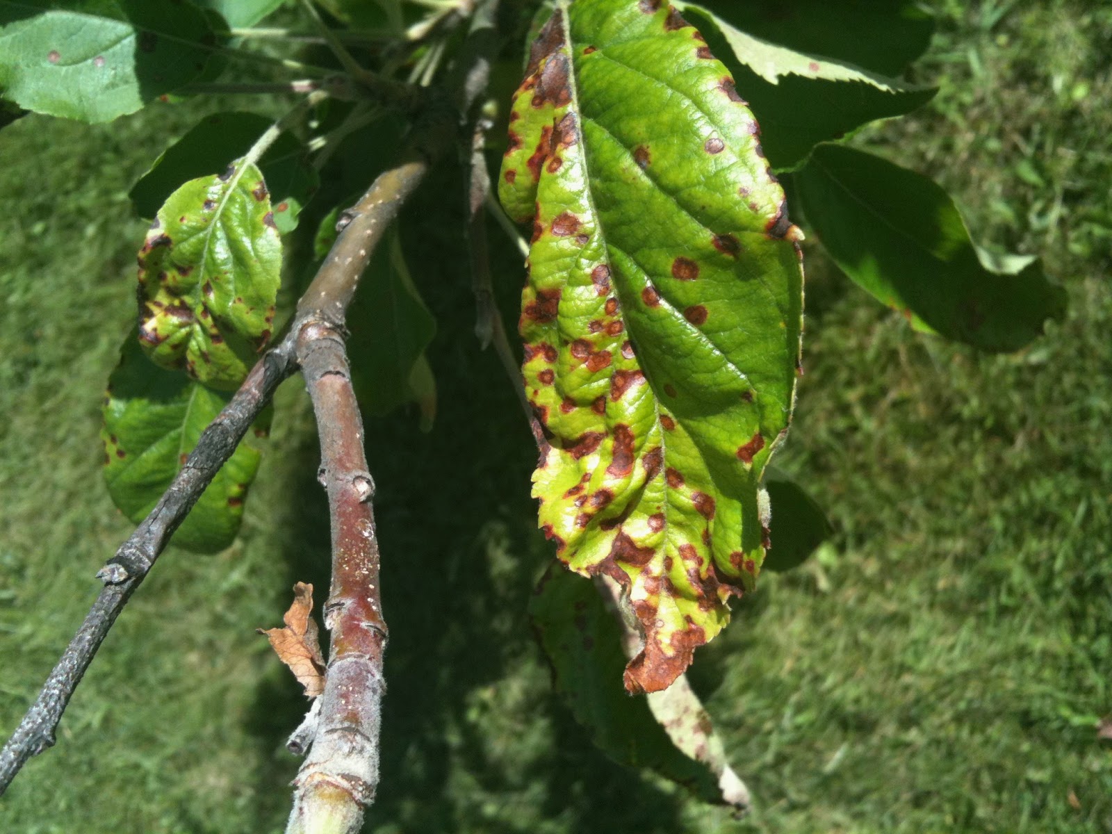 Nyack Backyard: Help for Our Little Apple Tree