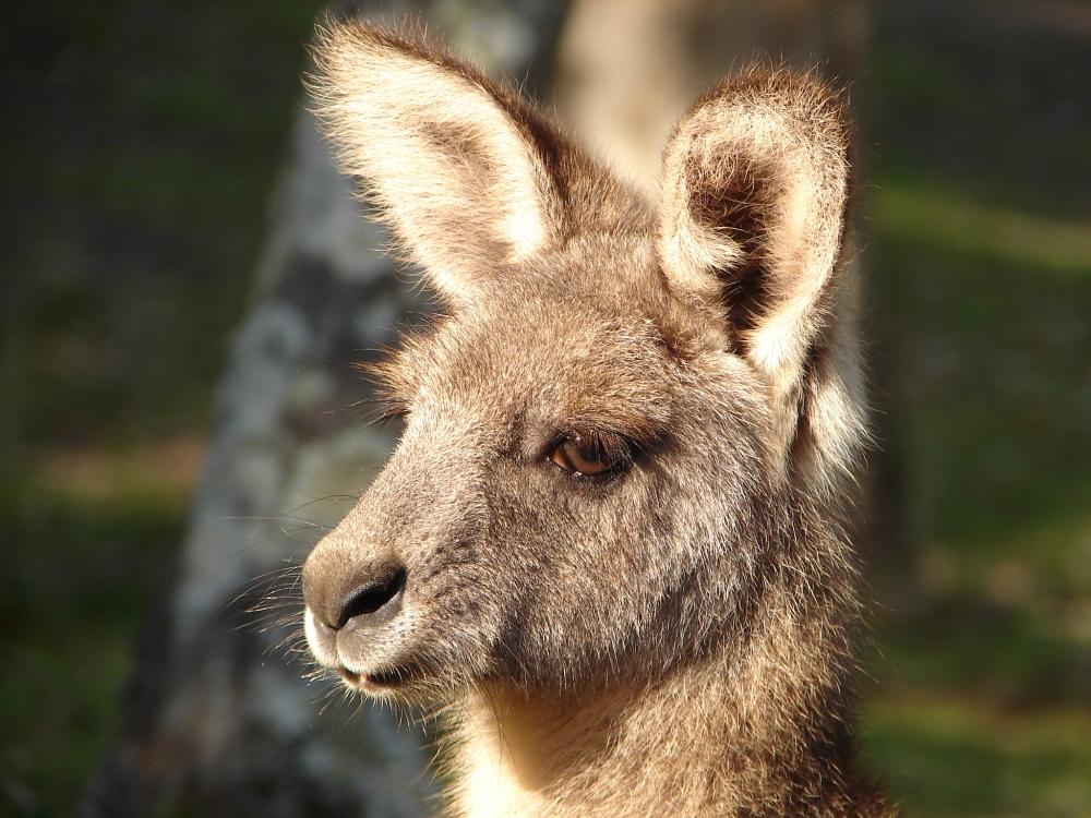 Snap Happy Birding: Kangaroo