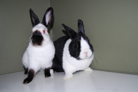 PETS: Himalayan Rabbit