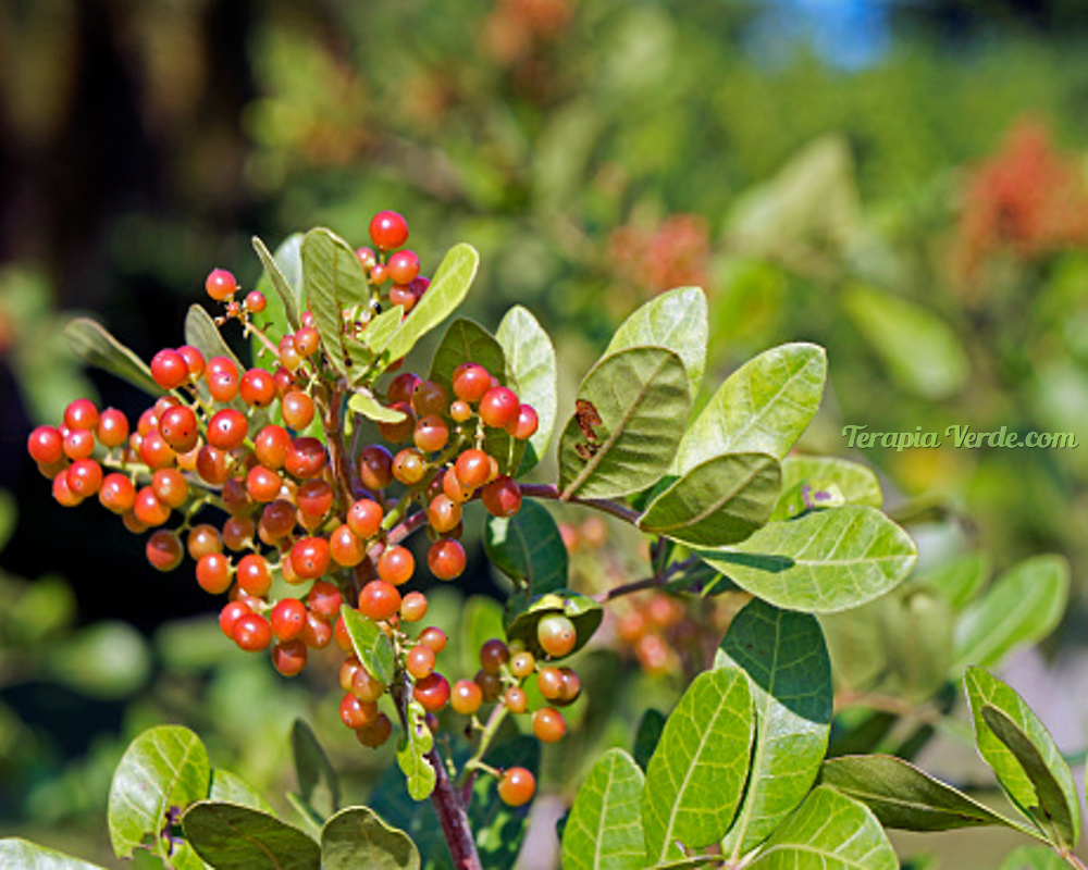 Benefícios da Aroeira | Terapia Verde