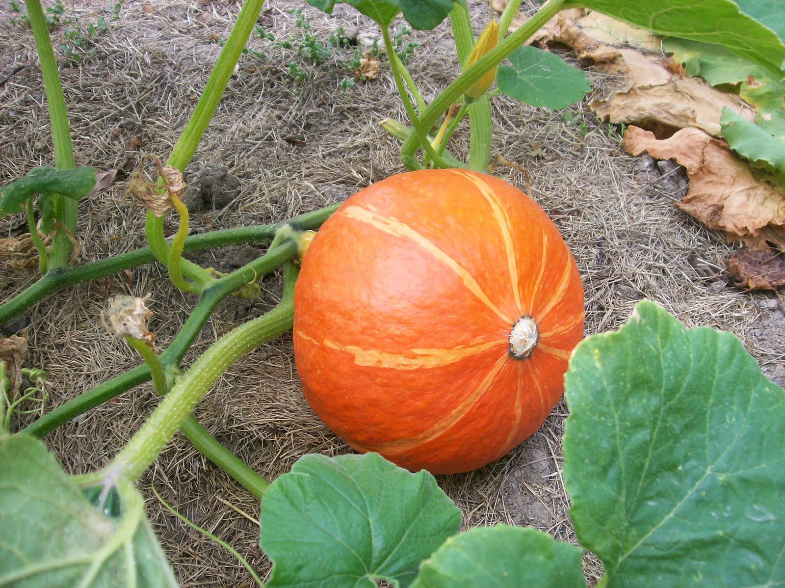 graines du potager: Le potimarron