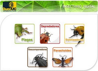 Biblioteca Duoc UC Sede Valparaíso: Insectario Digital: