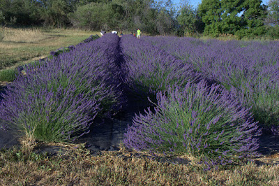 Lovely Lavender - The Lavender Apple