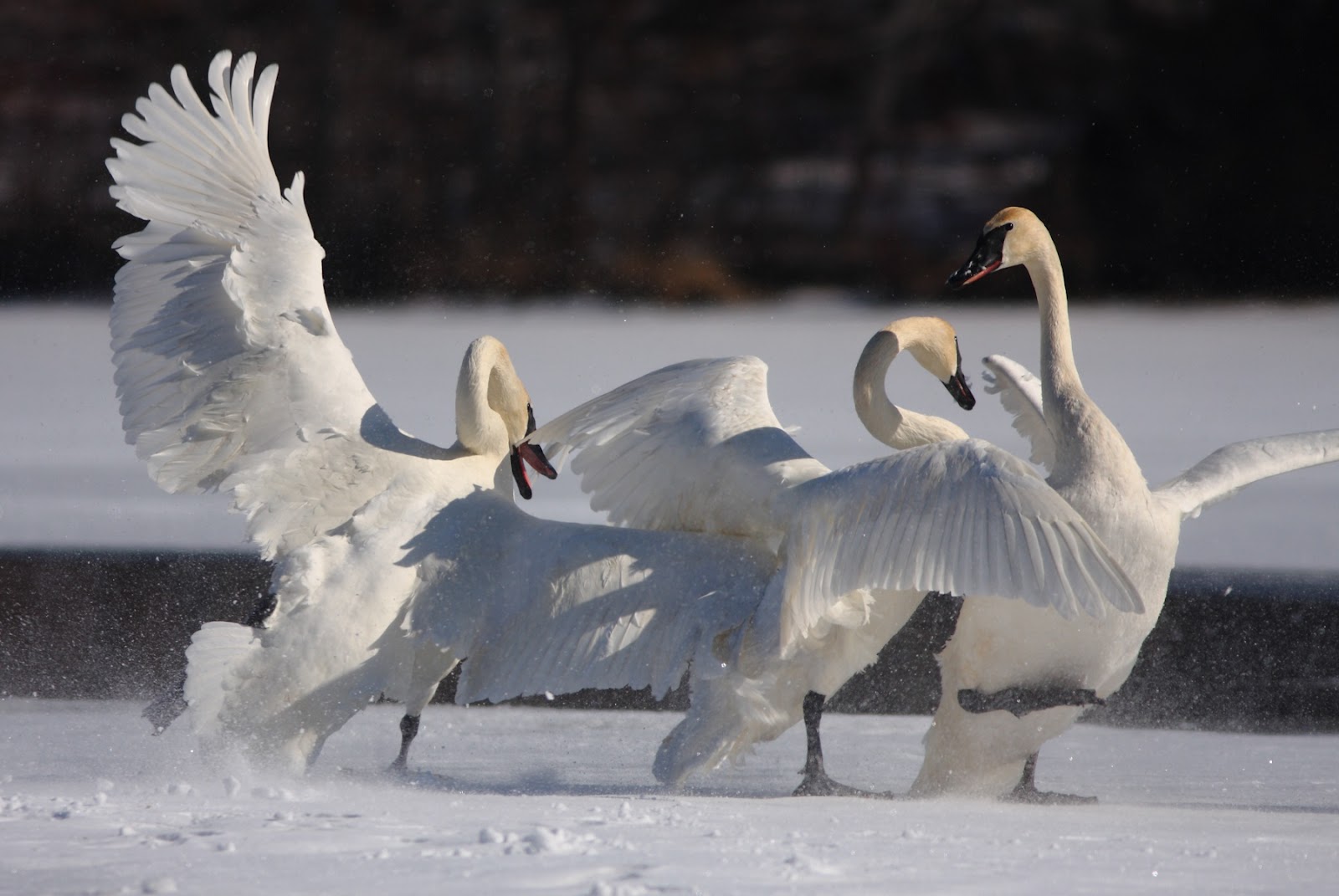 One Thousand Days in Nature: Trumpeter Swans of February
