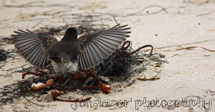Northern Illinois Birder: Black Phoebe - Western Birds