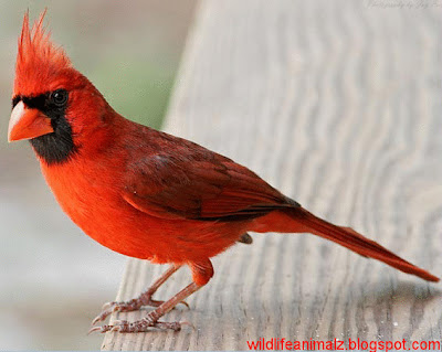 Cardinal The Beautiful Red Birds Of America | The Wildlife