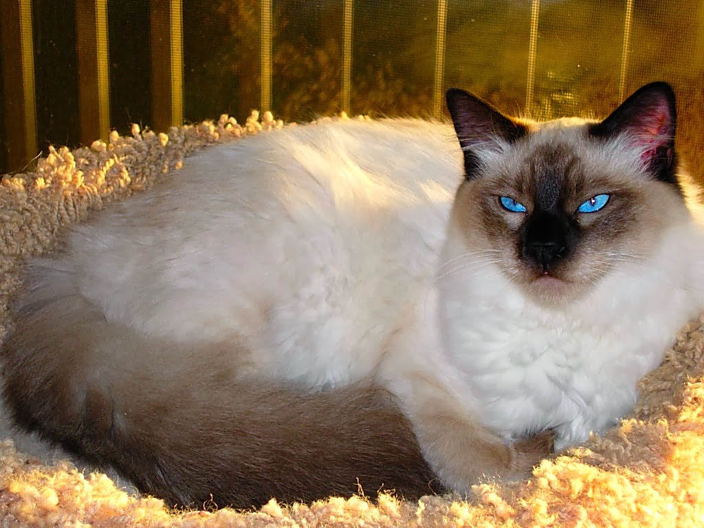 Balinese Cats Animals | Interesting Facts & Latest Pictures | The Wildlife