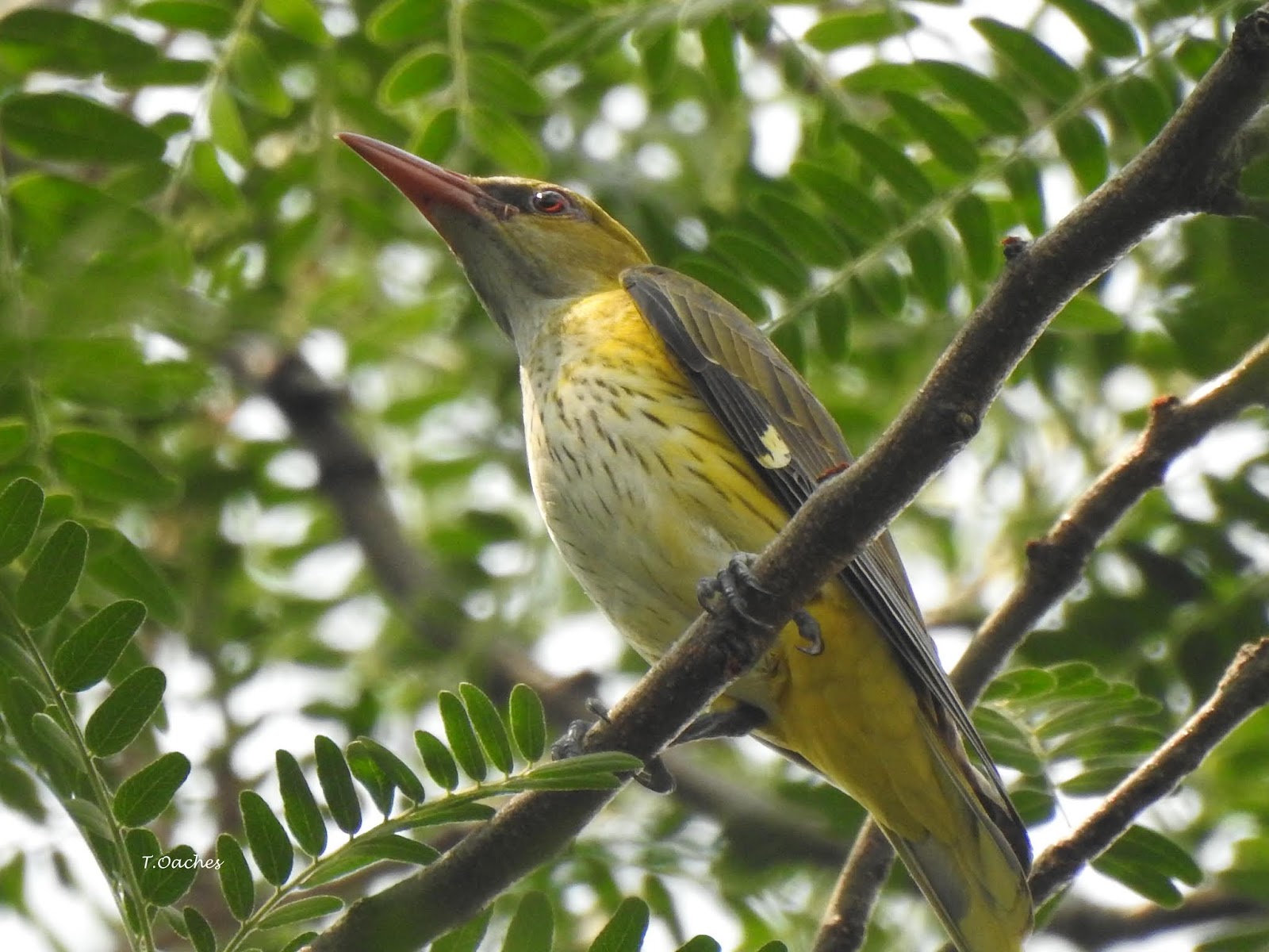 PASARI DIN ROMANIA: GRANGUR, Oriolus oriolus