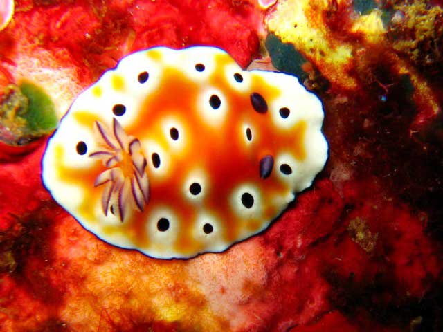 The Jungle Store: The Nudibranch - A Colorful Ocean Creature