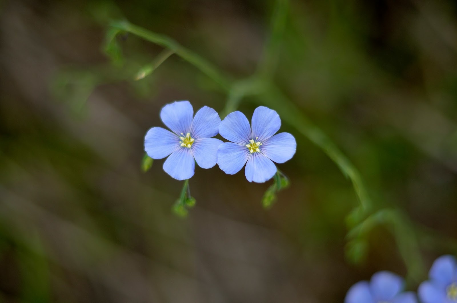 Mark Chitwood Photography: Prairie Flowers