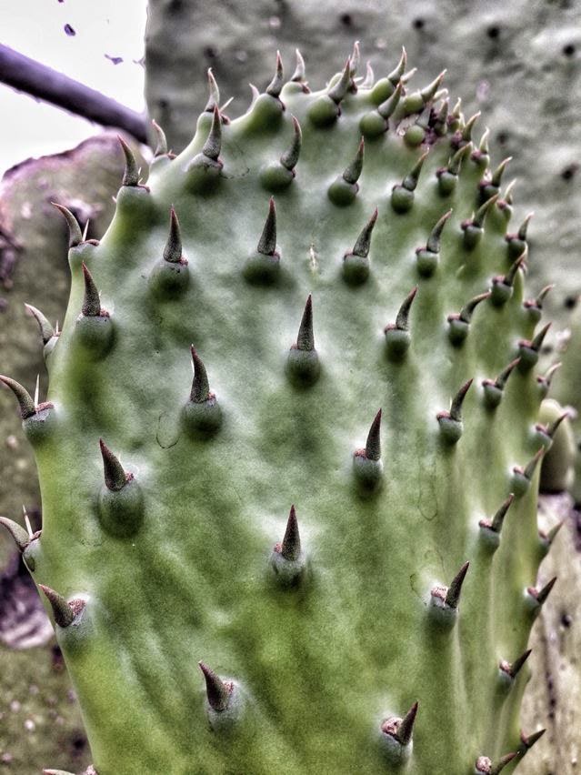 Jaime Ramos Méndez: Mundo natural en el Occidente de Michoacán - Penca ...