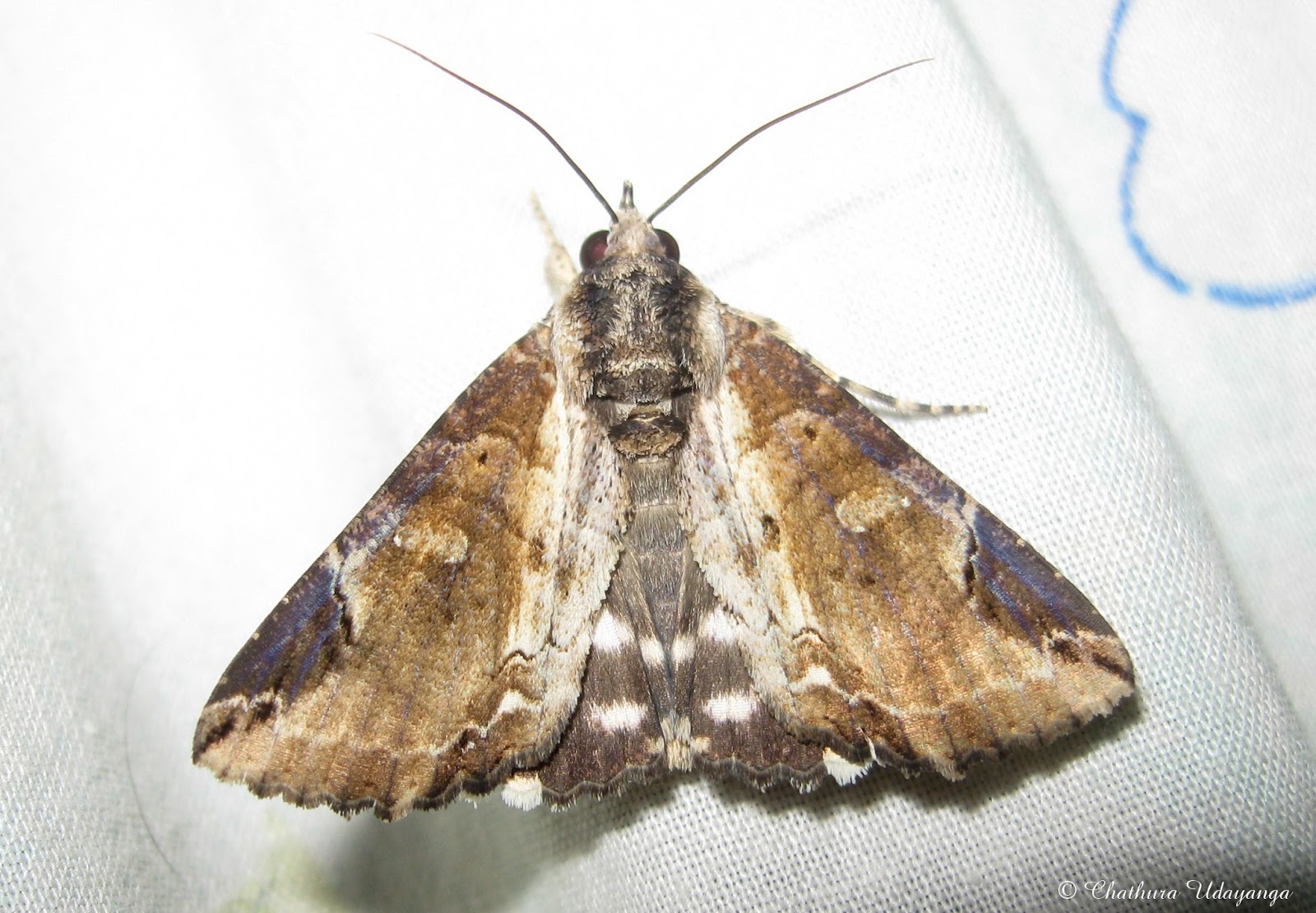 Nature Of Srilanka: Moths