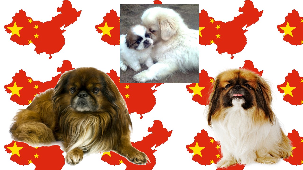 Razas de perros Chinos: Pequeñas, Grandes y Sin Pelo