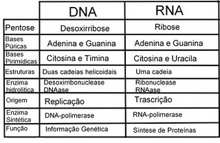 Biologia no Cesle: Diferenças entre DNA e RNA
