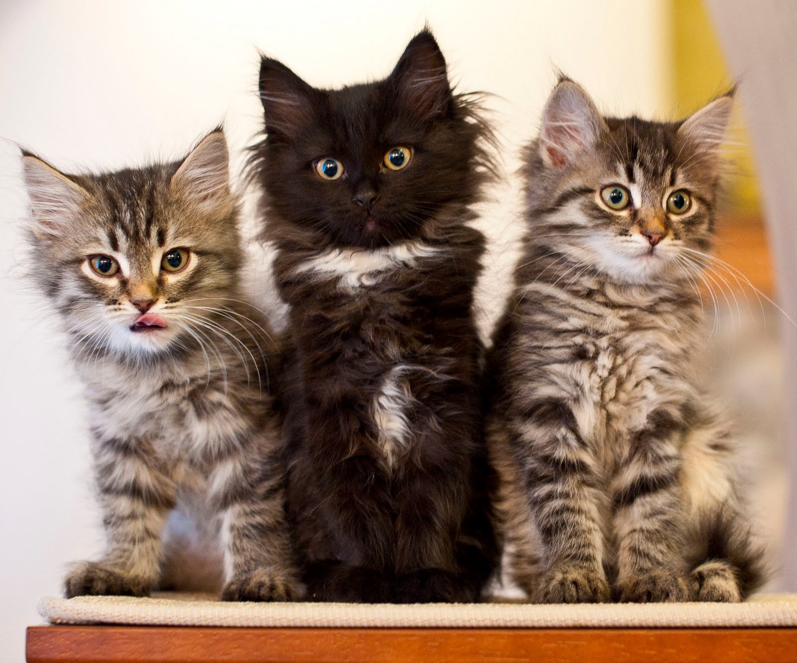 Home with pets: Picture Perfect Kittens