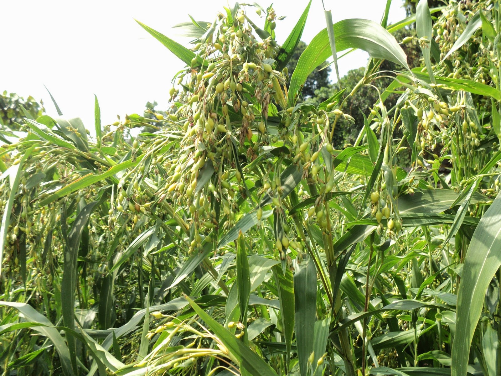 PEMBANGUNAN PERTANIAN & DESA: Potensi Jelai (Kaltim) atau Hanjeli (Jawa ...