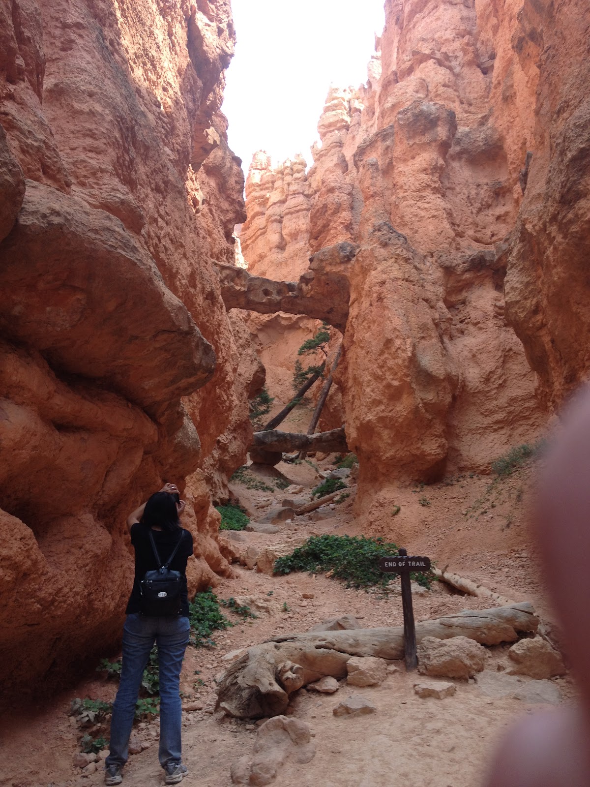 50 Hikes for My 50th!: Hike #43 - Queen's Garden/Navajo Loop Trail ...