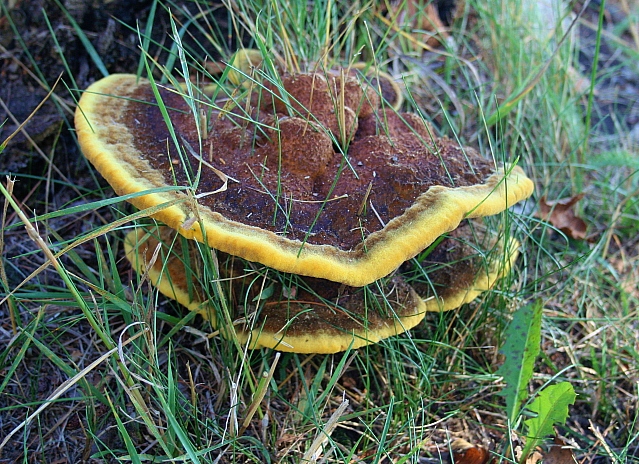 Birch Lodge Blog: Fall Mushrooms at Birch Lodge or the Fungus Among Us
