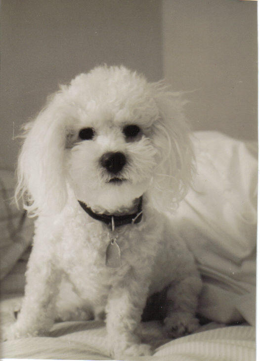 Oxford Impressions: Bichon Personality In Pictures