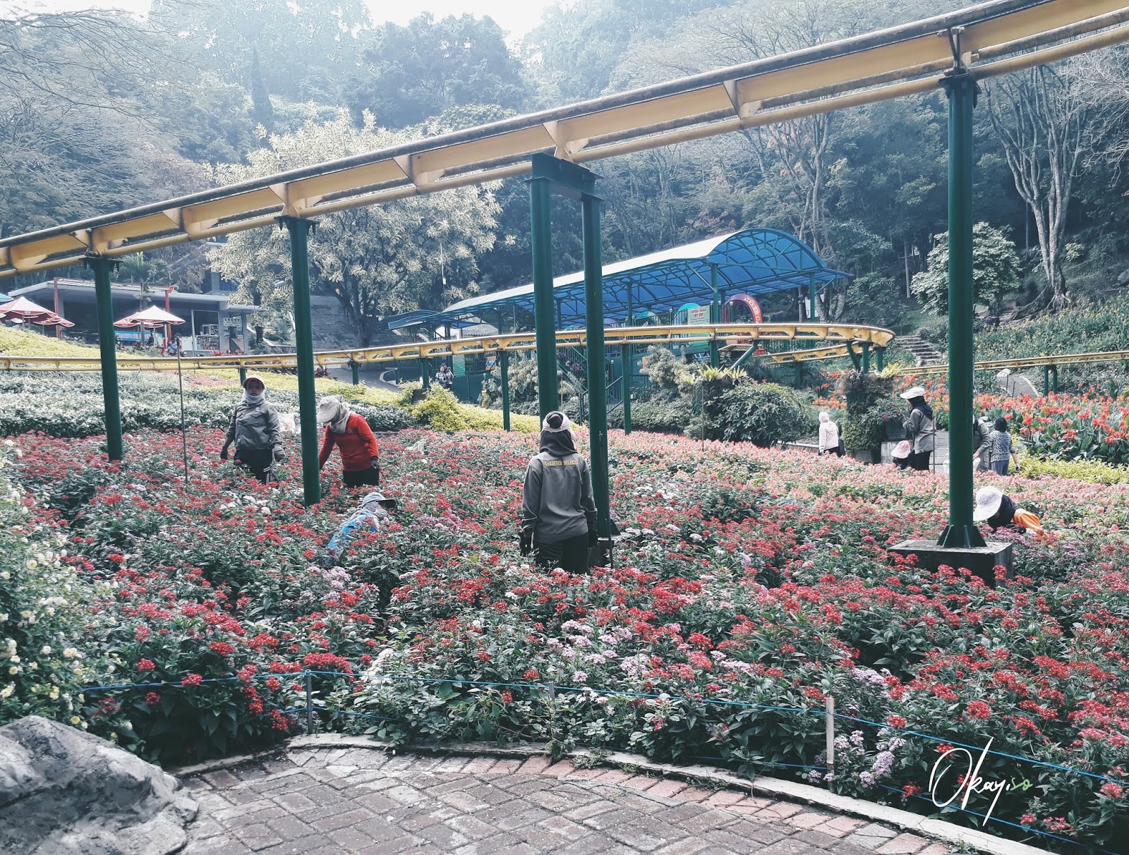 Seribu Jenis Bunga Ada di Selecta Malang | NOTARCHI