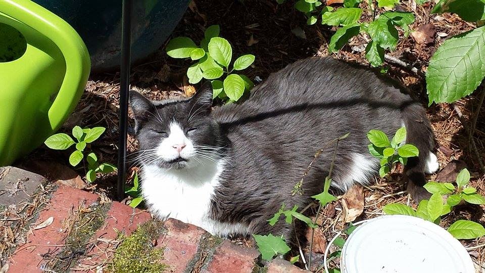 Shoreline Area News: Missing: Milo the cat