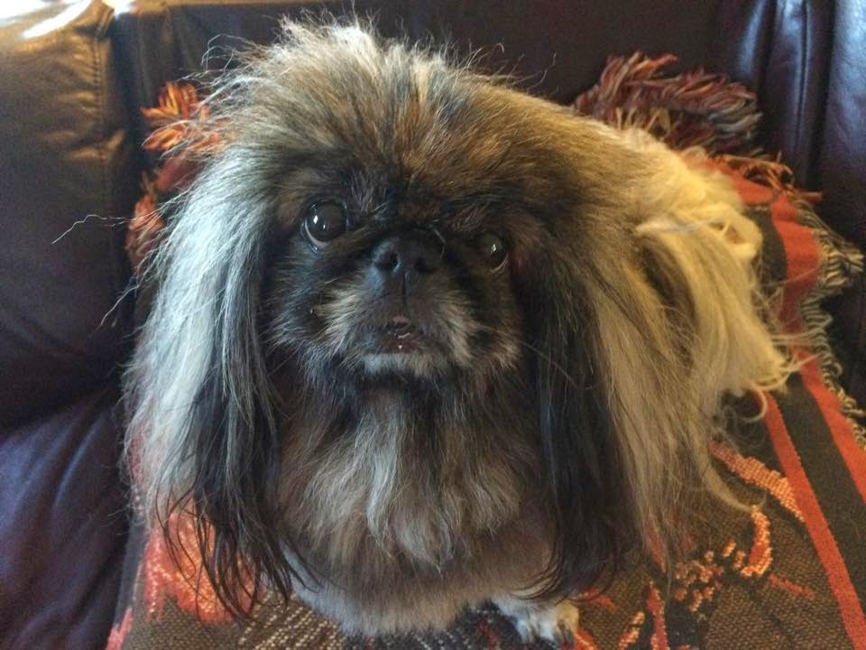 Must Love Pekes: FAREWELL GIMMIE