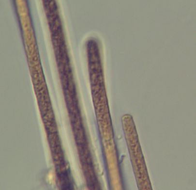 - Northern plankton -: May 2012