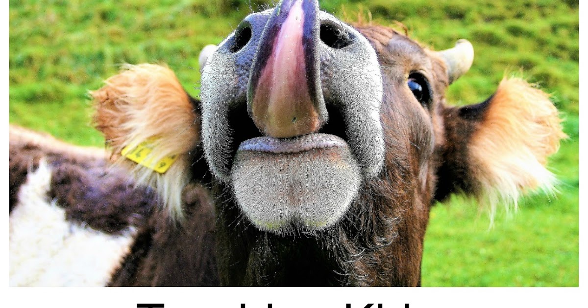 Teaching Kids about Emotions with Animals - Life with Moore Babies