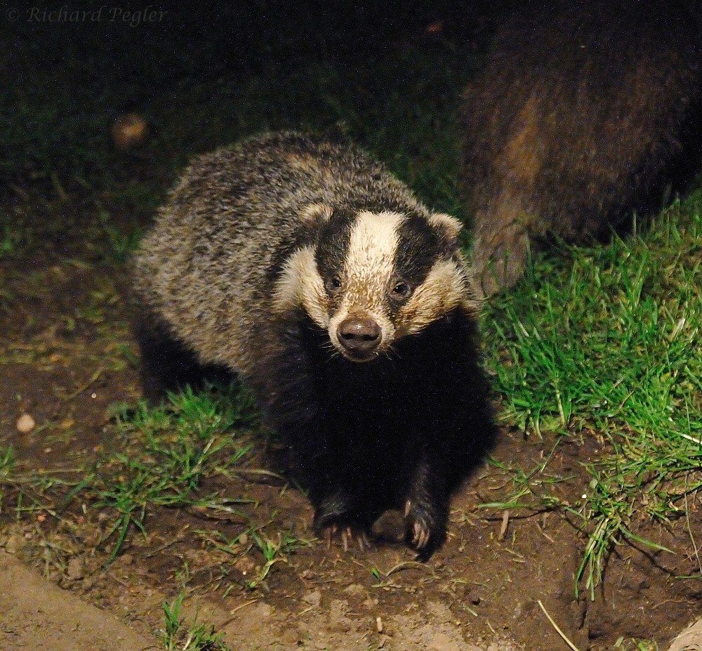 Pegler Birding: Speyside in Summer (part 2) - June, 2012