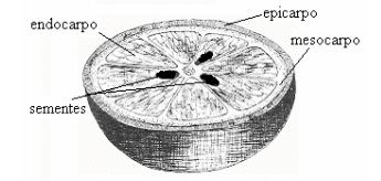 Laranja - Importância econômica: Os frutos em geral