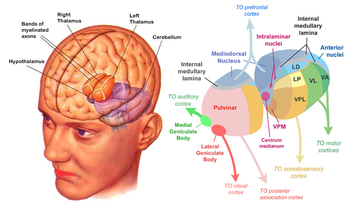 Medical News Blog: What is Hypothalamus?