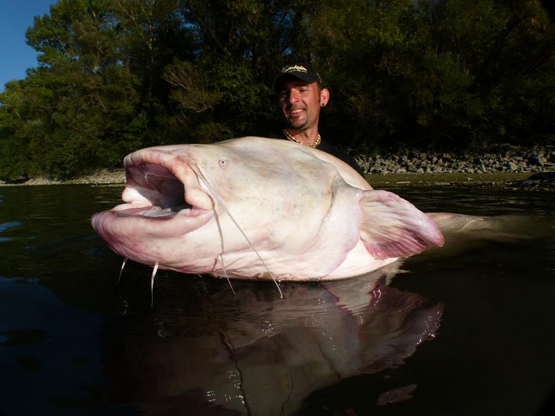 PESCA DEL SILURO EN EL EBRO: NUEVO RECORD SILURO ALBINO