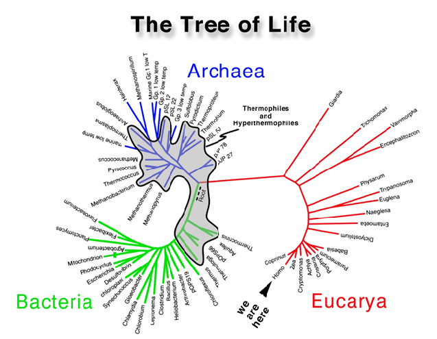 #147 Classification | Biology Notes for A level