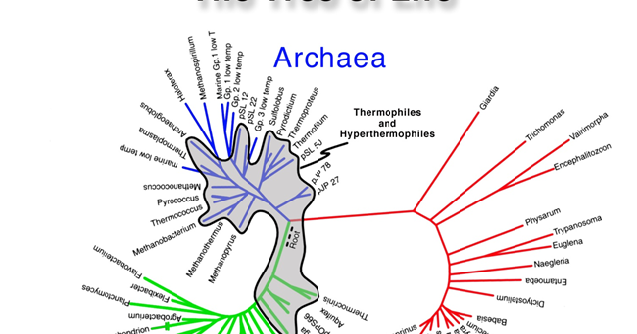 #147 Classification | Biology Notes for A level