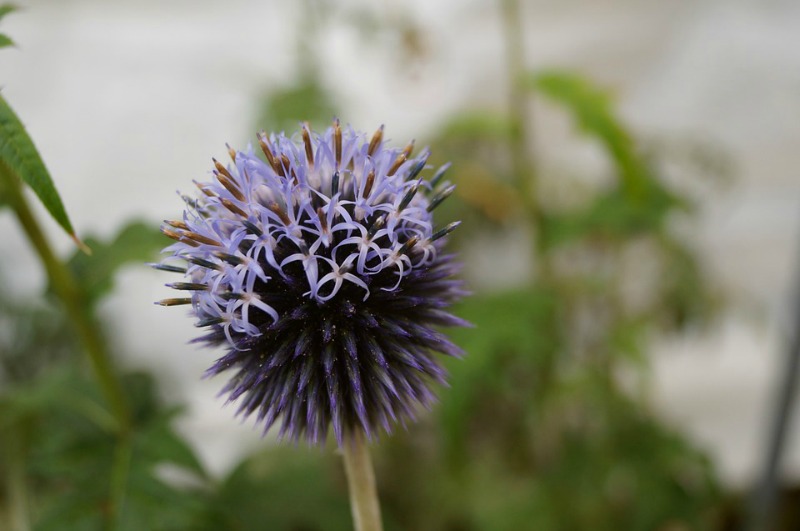 Echinops ritro, un cardo con flores azules ideal para un jardín natural ...