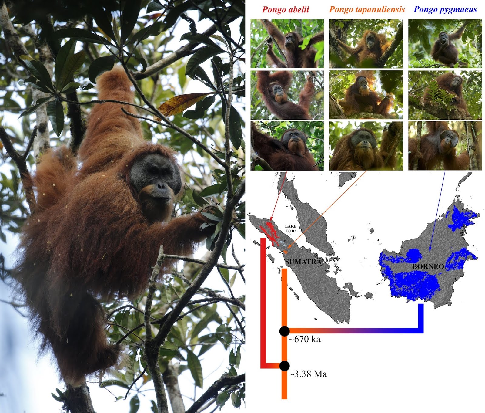 Species New to Science: [Mammalogy • 2017] Pongo tapanuliensis ...
