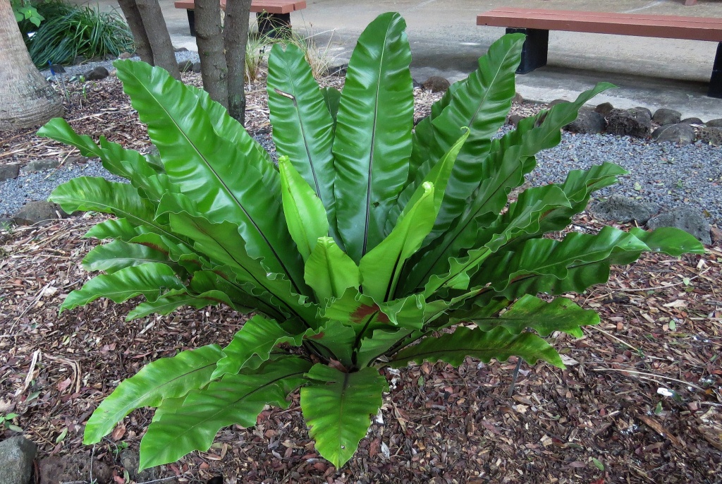 Asplenium nidus | Pustaka Flora | Database Tanaman Landscape