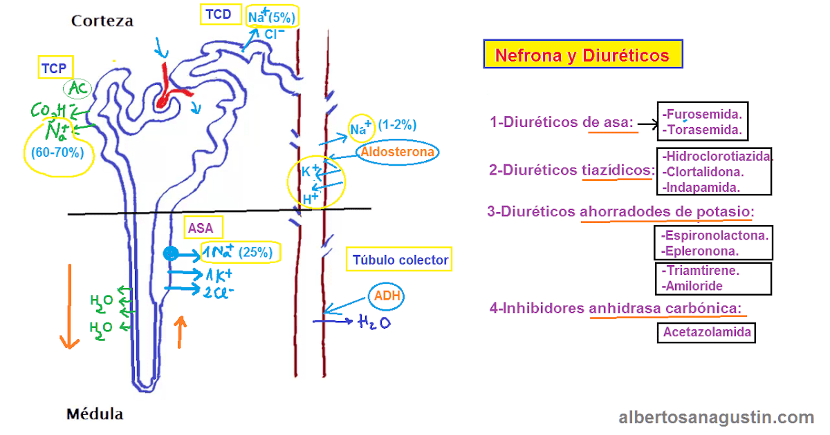 Nefrona y Diuréticos | Dr. Alberto Sanagustín