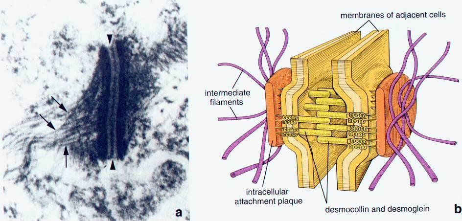 Tejido Epitelial: Tejido Epitelial