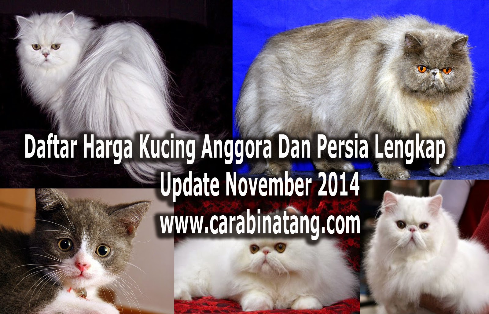 Harga Kucing Anggora dan Persia (Update November 2014) - CARA BINATANG