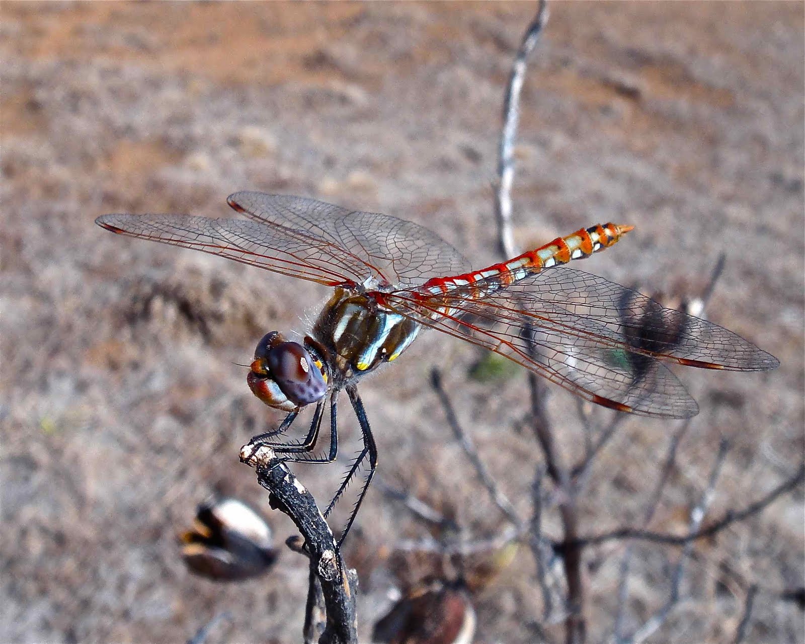 Poetry Of Spirit And Light: Voracious Predator