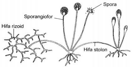 BIOLOGI I: LAPORAN PRAKTIKUM MIKROBIOLOGI UMUM TEKNIK PEWARNAAN KAPANG ...