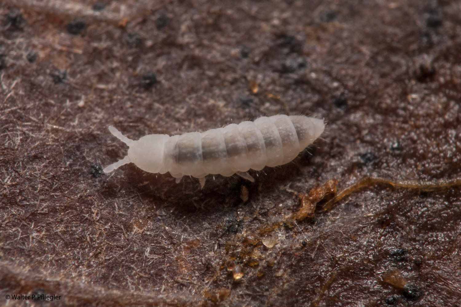 Nature photos from an Amateur Naturalist: Bükk Mts., Hungary (Bükk ...