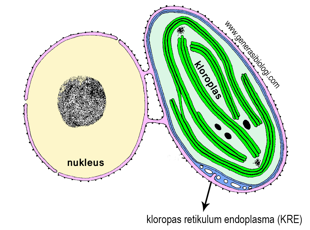 Klasifikasi Kingdom Chromista - SIAP UJIAN