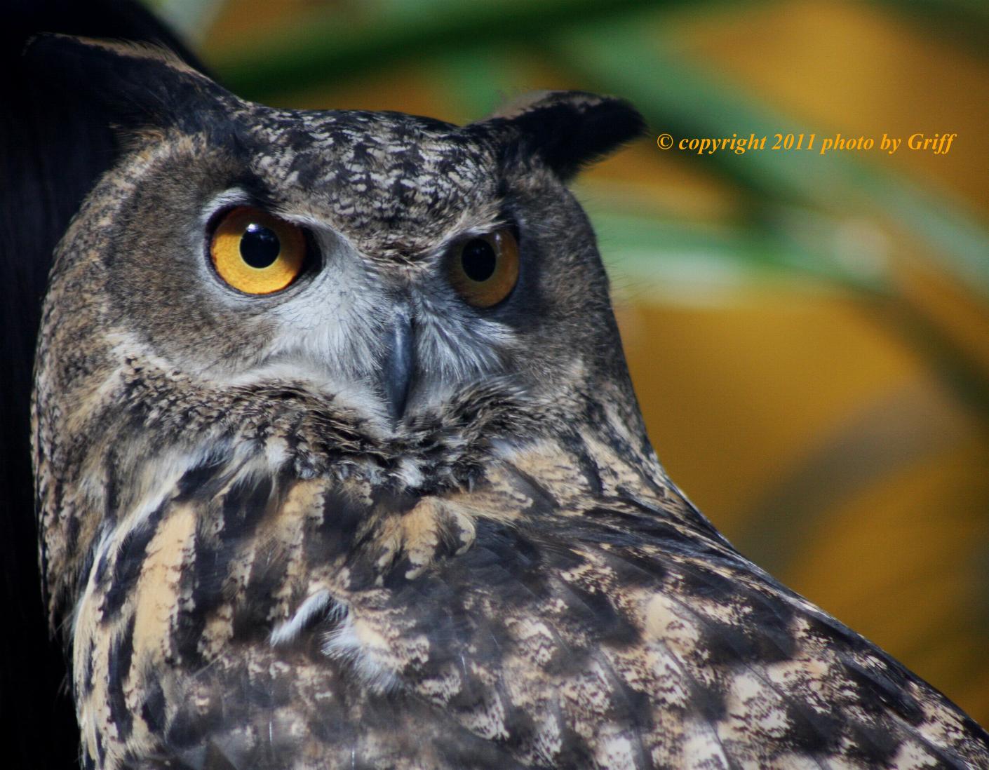 Griff's Bird Photos: Owl (Eurasian Eagle)