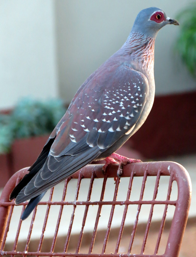 Kreatiewe Joernaal: kransduif