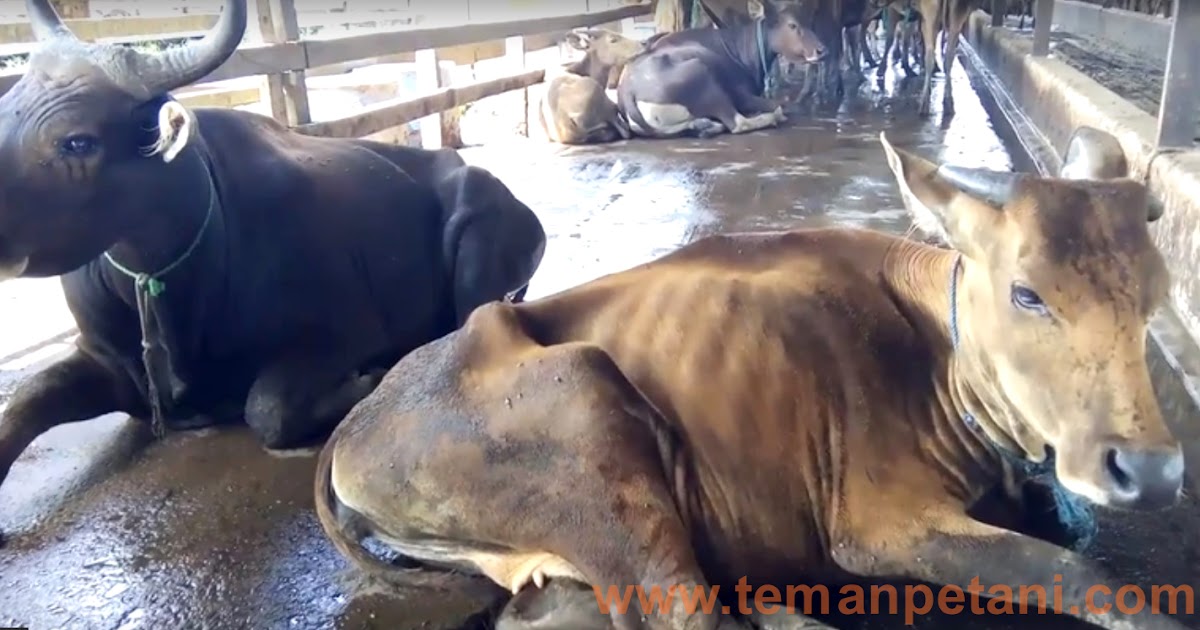 Kenali Gejala Sapi Cacingan dan Bagaimana Mengatasinya - TEMAN PETANI